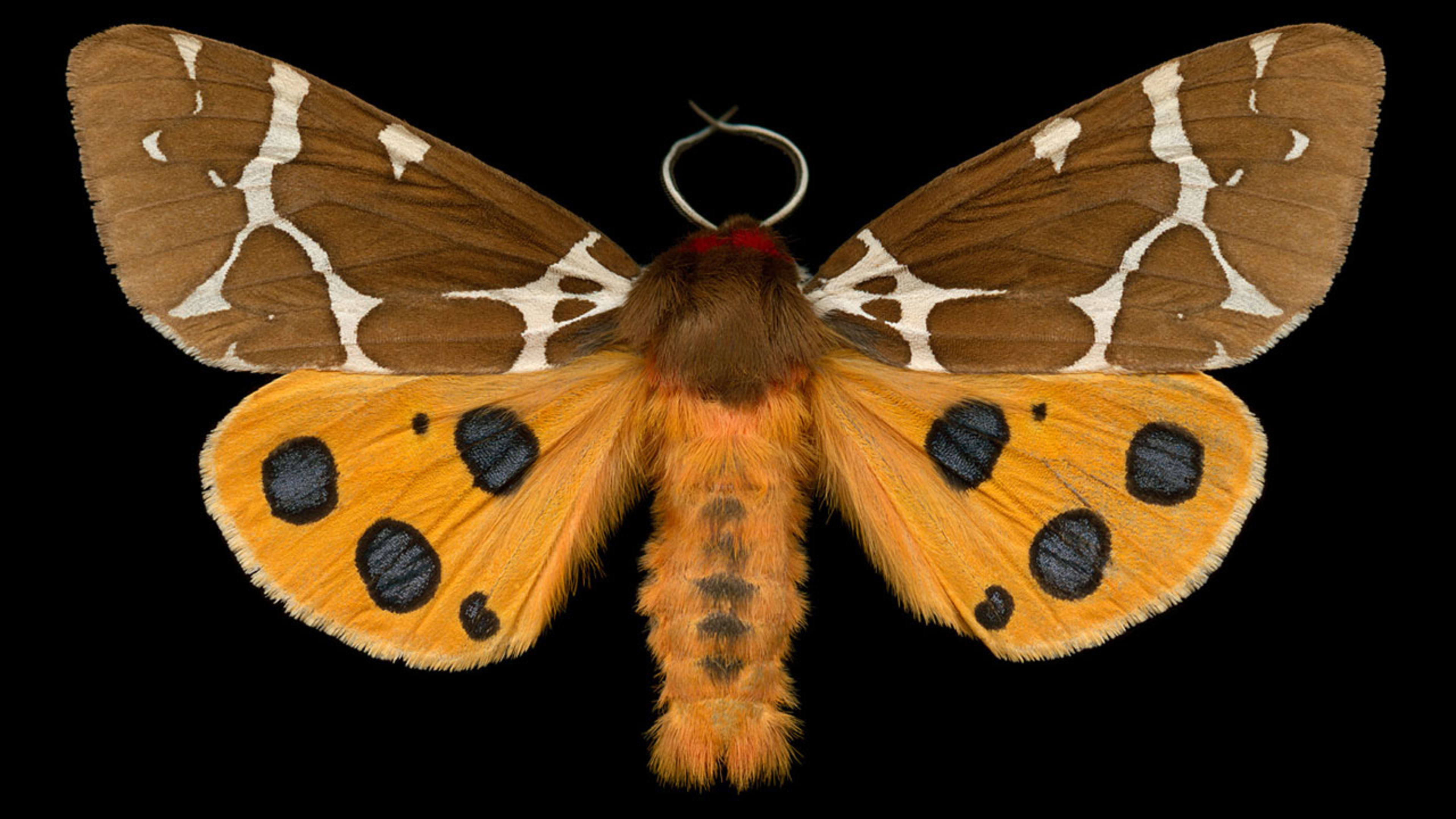 29 Portraits Showcase The Beauty Of Canadian Moths - Fast Company