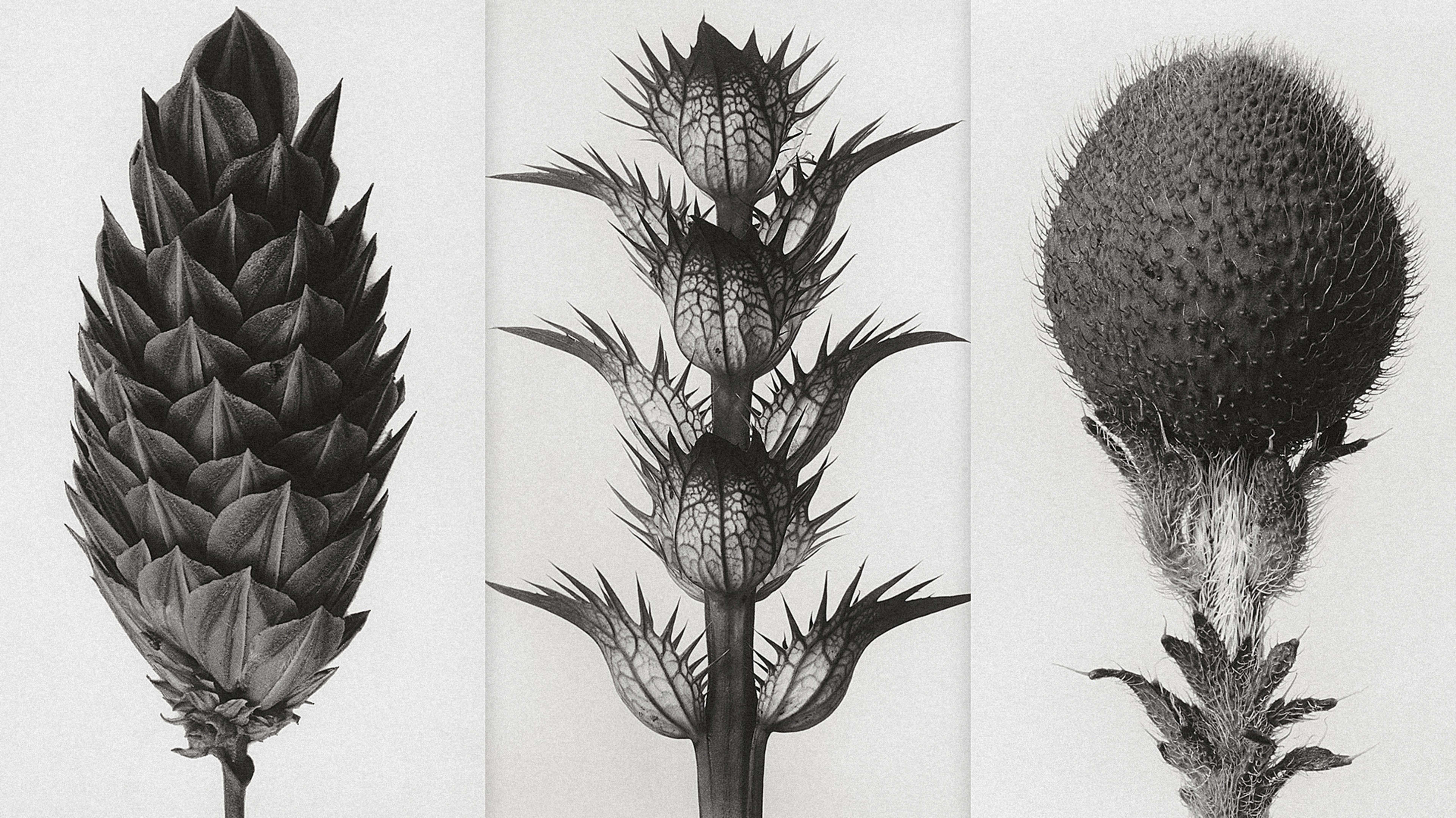 The Architectural Beauty Of Early 20th-Century Botanical Photographs ...