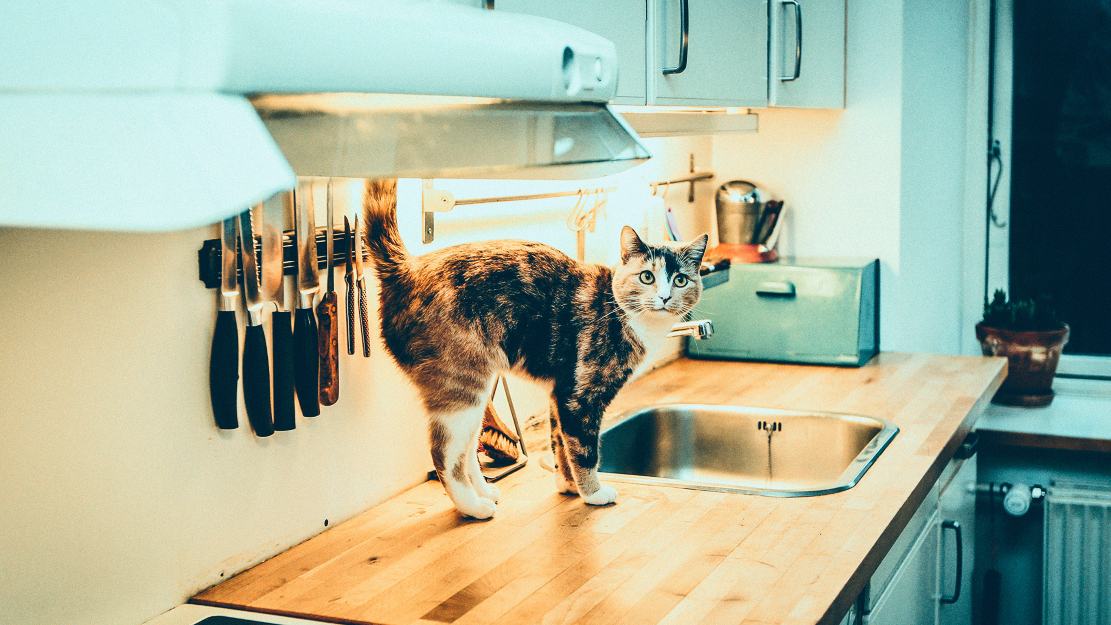 This LED Cabinet Light Destroys Harmful Bacteria In Your Kitchen - Fast ...