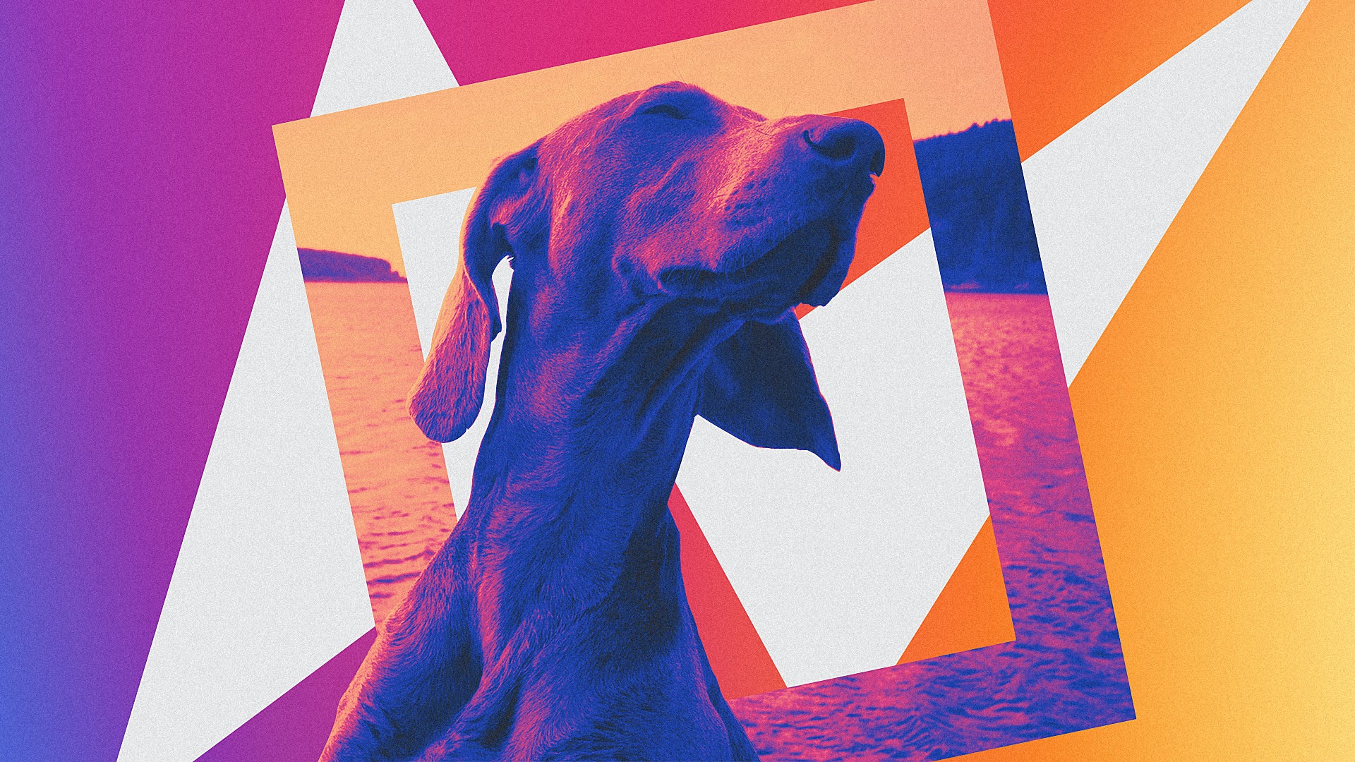 Dog influencers are so popular, they need their own talent agency ...
