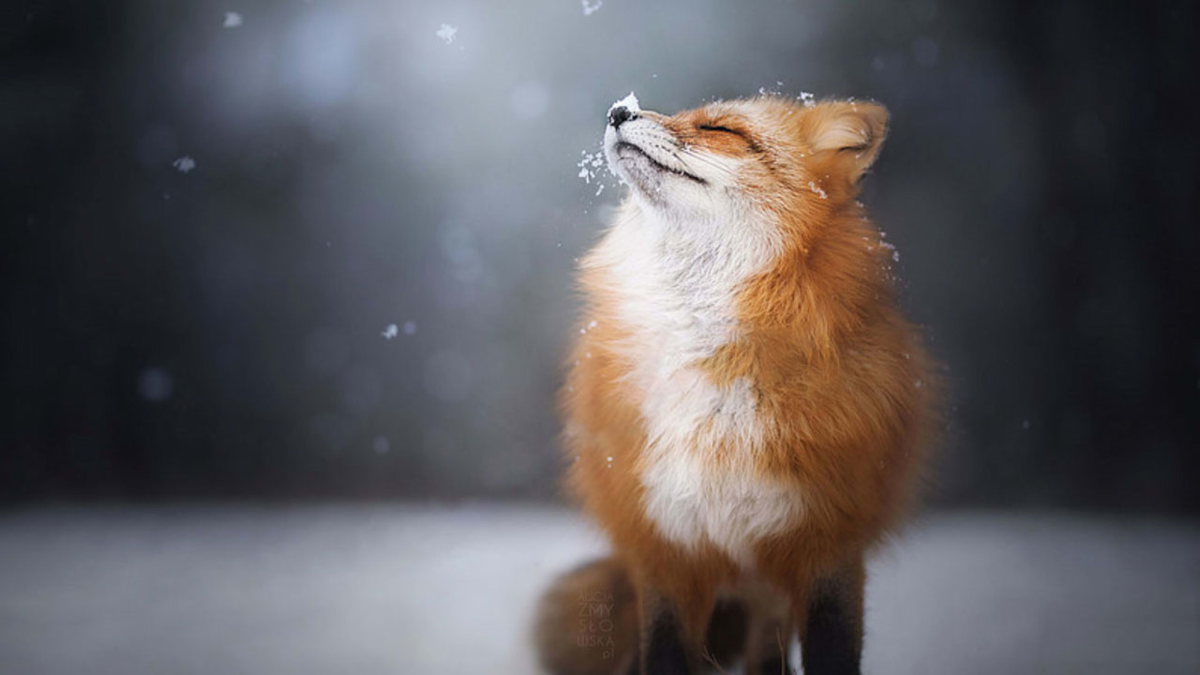 Flickr's top photos of 2018 aren't just about clicks and algorithms ...