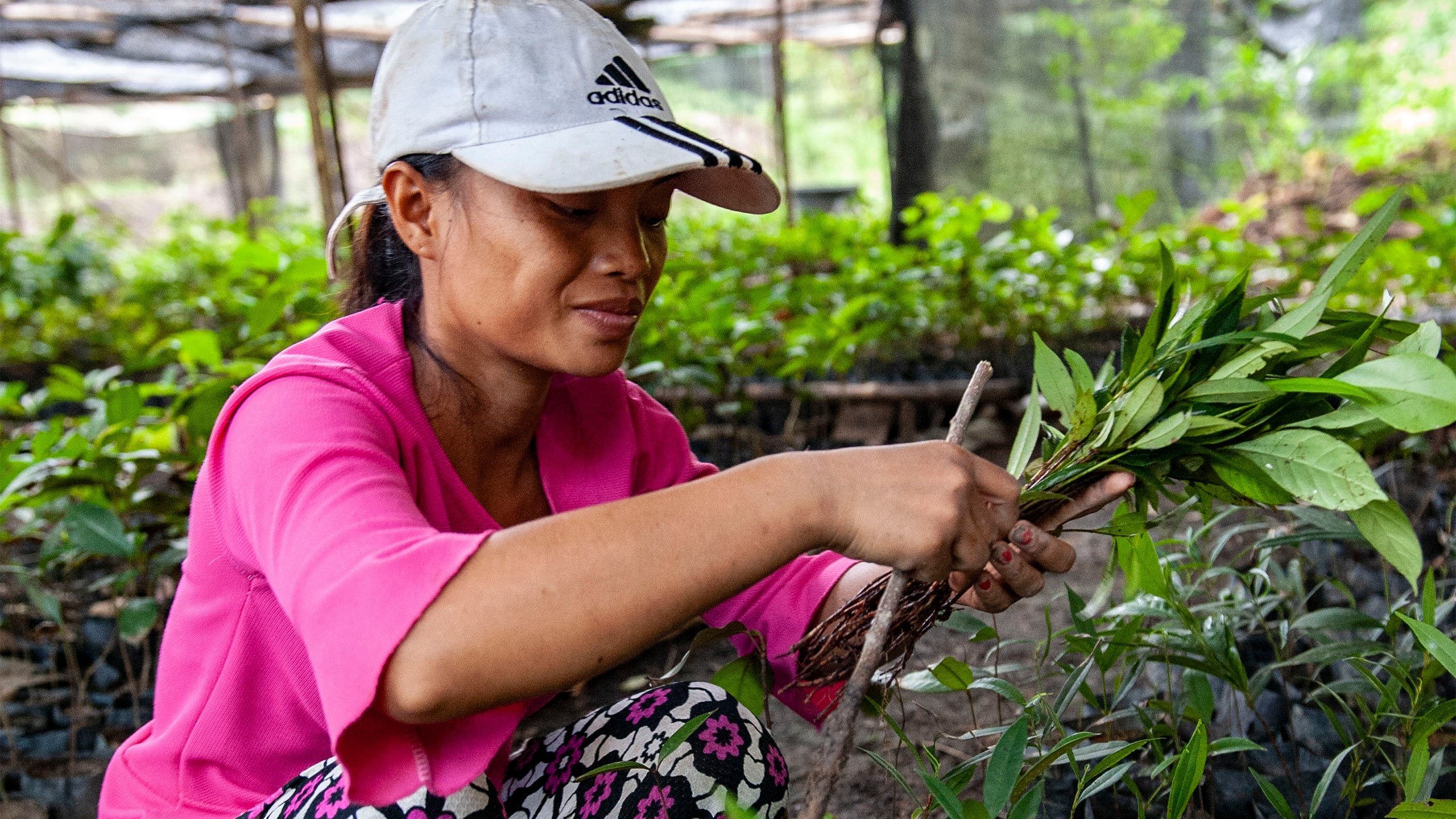 These carbon offsets counter your emissions while helping rain forest ...