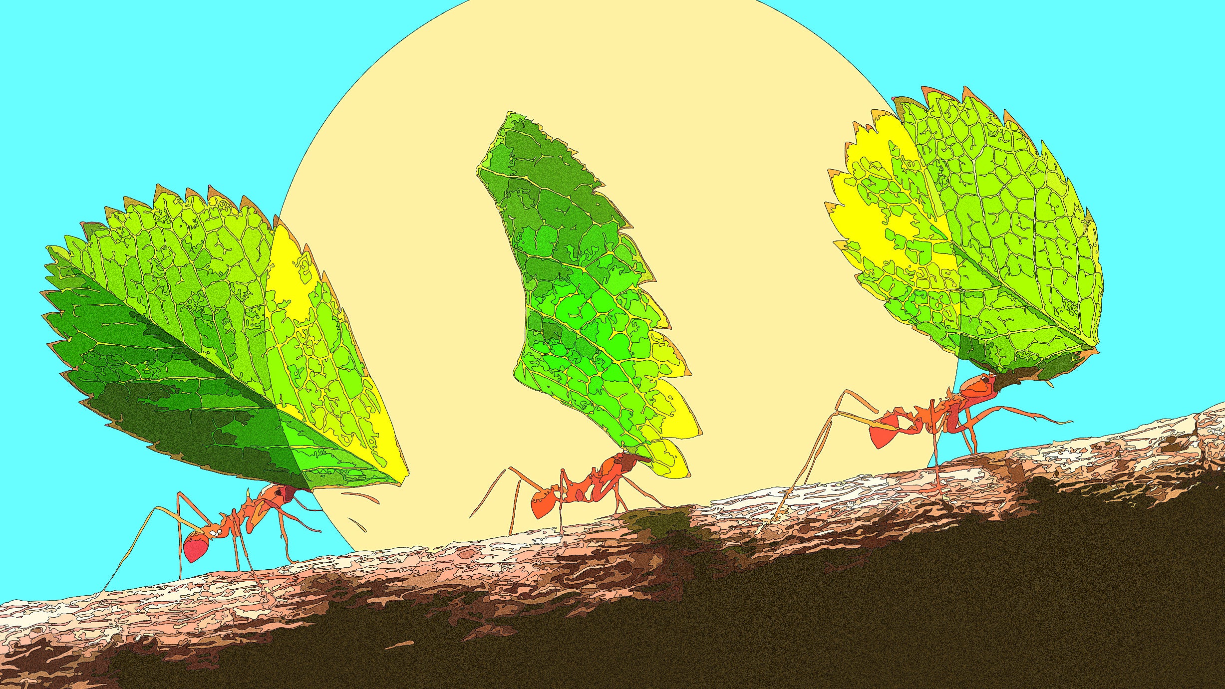 How the tiny ant could offer solutions to big human problems - Fast Company