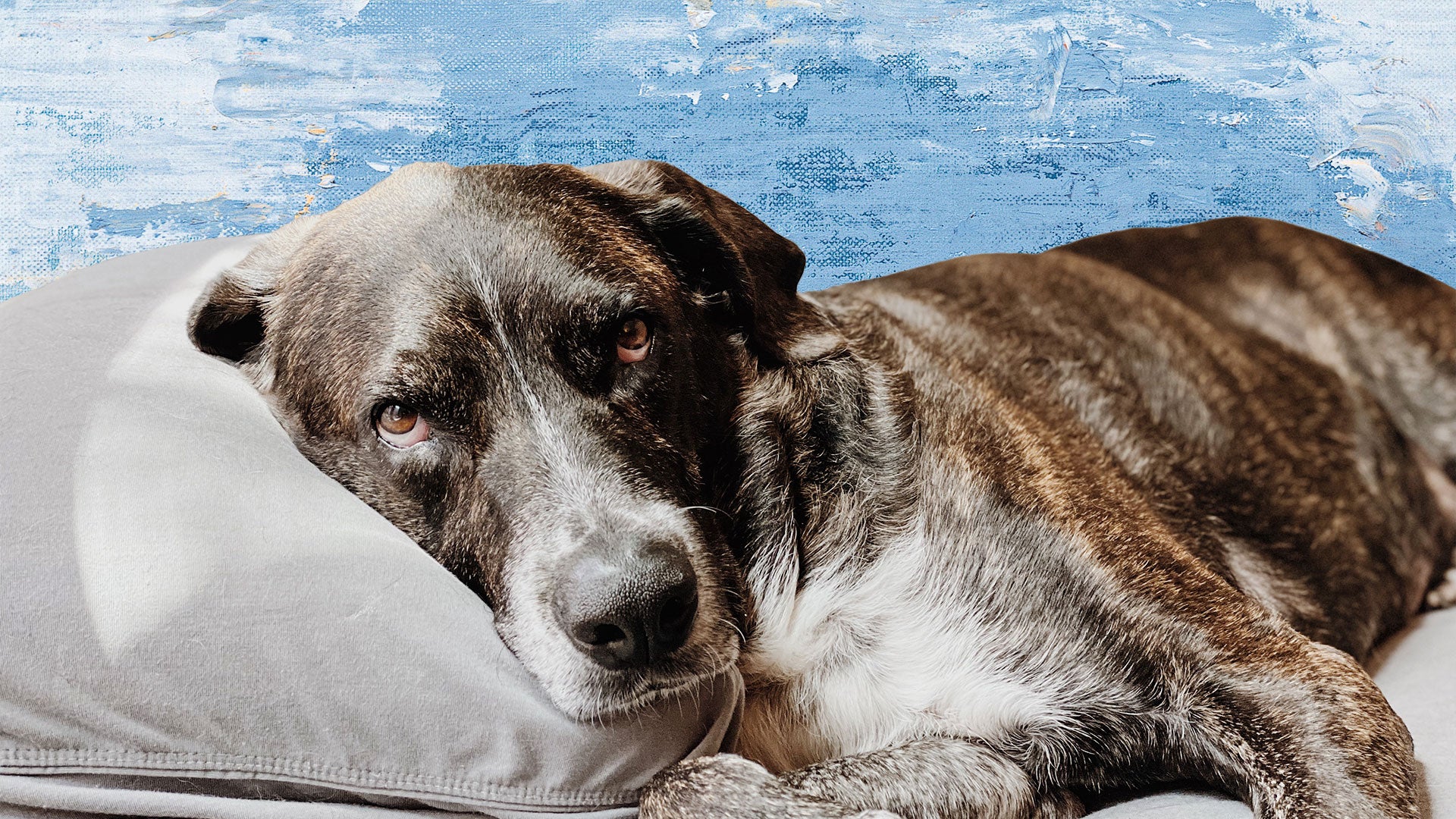 Mystery dog illness: List of symptoms and states as vets map out cause