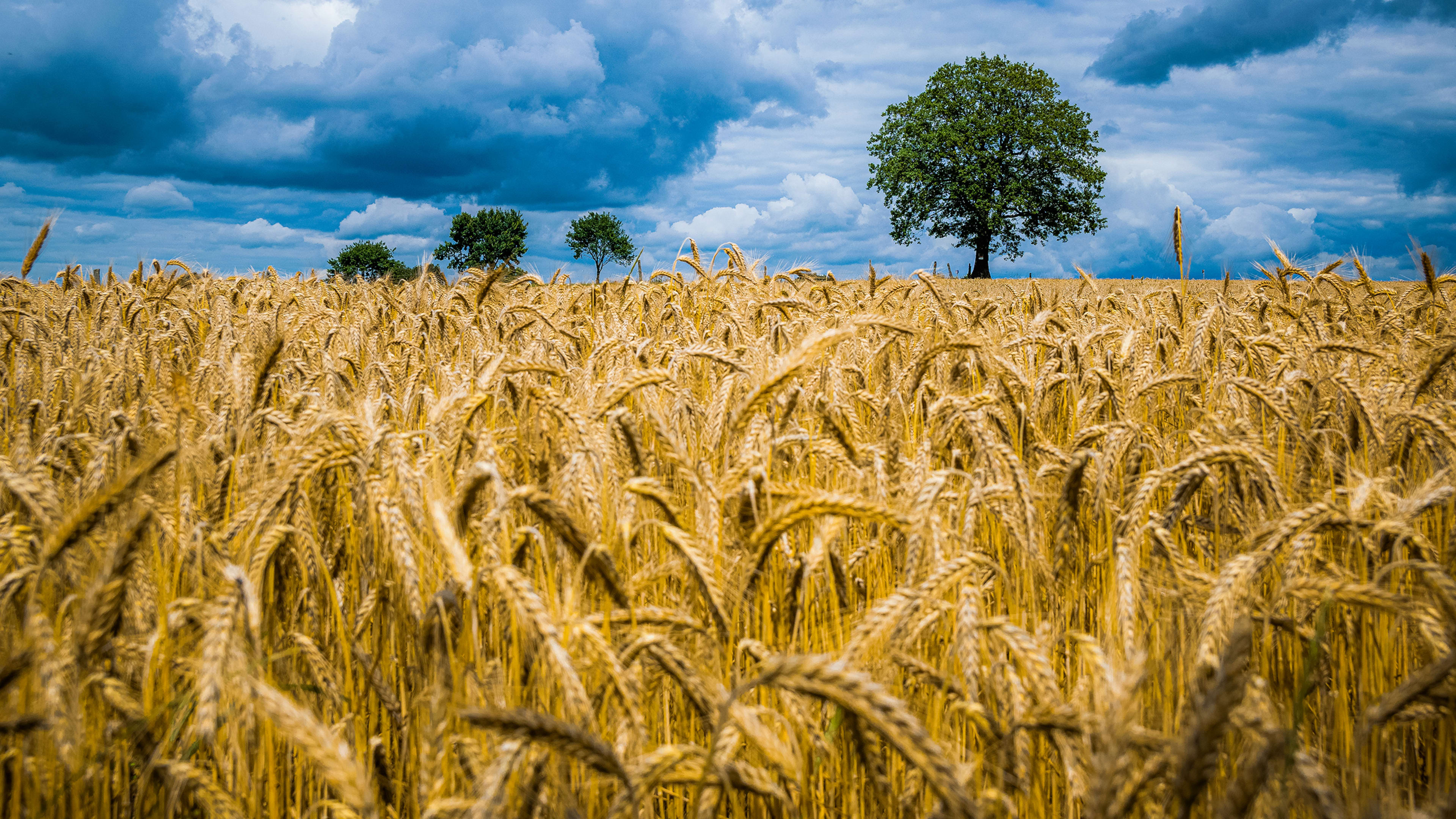 When trees are planted alongside crops, farms become more sustainable