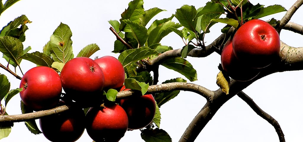 Guerrilla Grafters: Splicing Fruit-Bearing Branches Onto City Trees ...