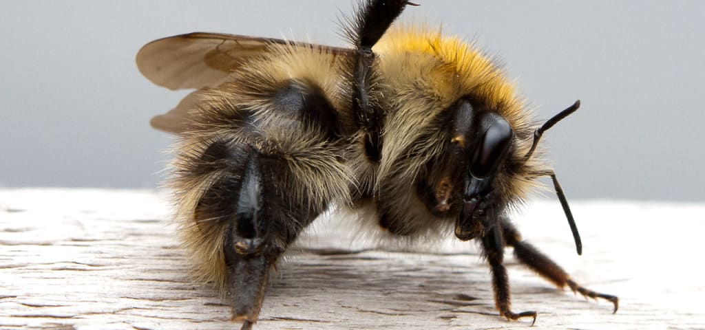 The Science of Buzz - Fast Company