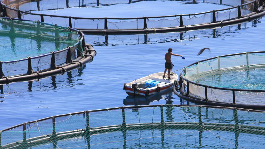 Cleaning Up The Farmed Fish Industry - Fast Company