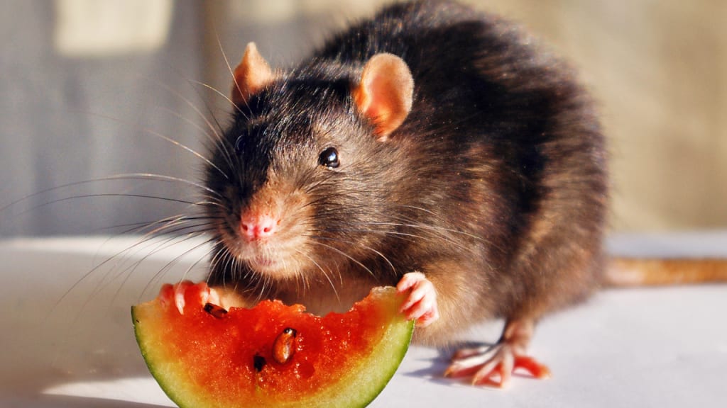 How Do You Get Rats Off Coke? With Lasers - Fast Company