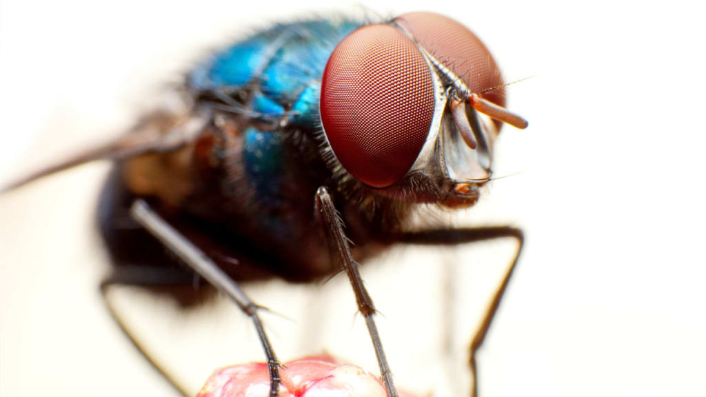 An Insect's Eye Camera To View The World The Way Bugs Do - Fast Company