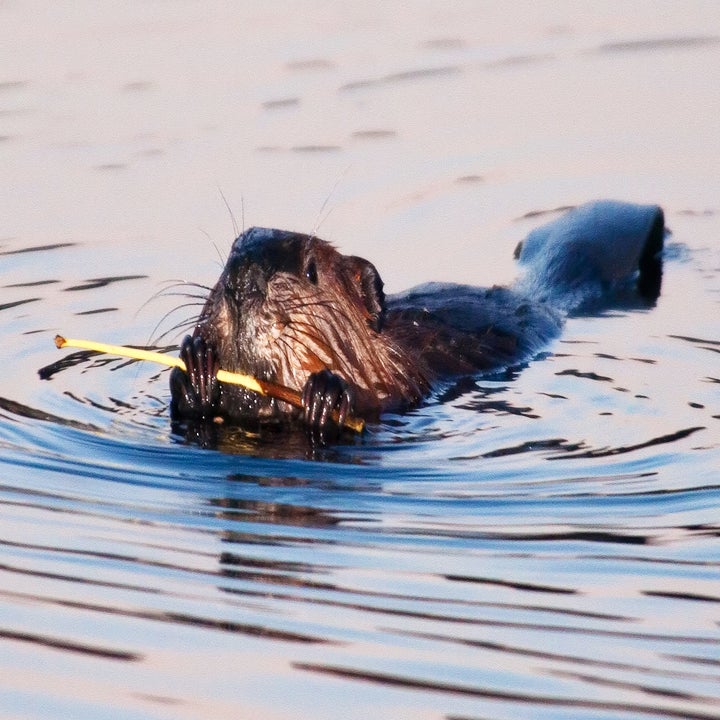 Beavers Stage A Comeback, And They're Out For Revenge - Fast Company
