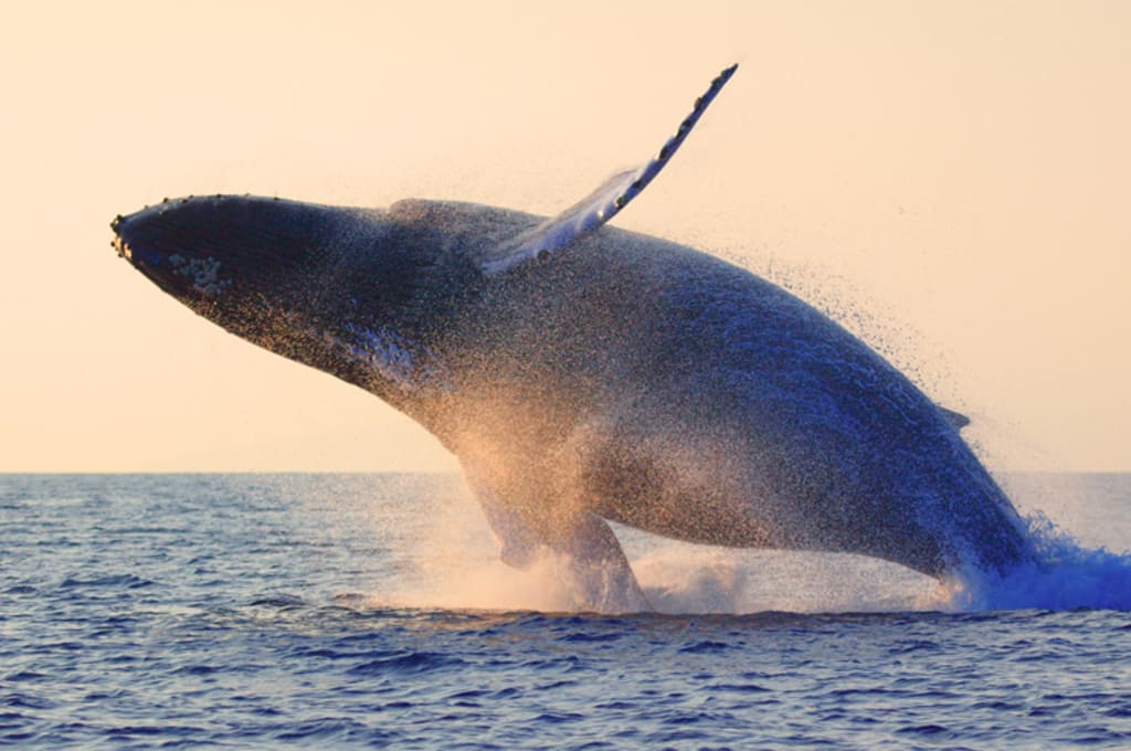 Skype With Whales On Your Computer For A Relaxing Afternoon - Fast Company