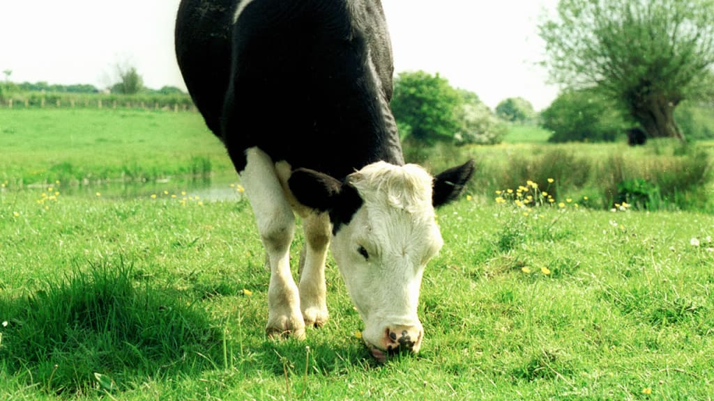 Here's What Happens When You Put A Human Immune System In A Cow - Fast ...