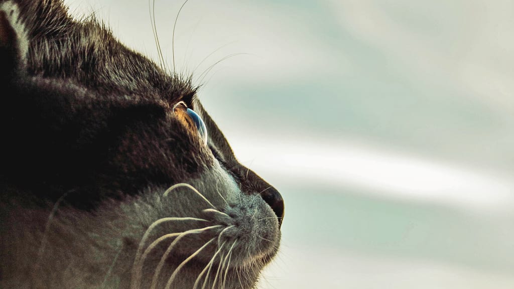 How Imgur LOL'ed Ahead Of Reddit And The New York Times In Monthly ...