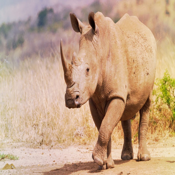 Hunt Poachers From Your Phone - Fast Company