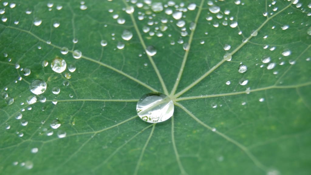 The "Most Waterproof Material Ever" Is Inspired By Nature - Fast Company