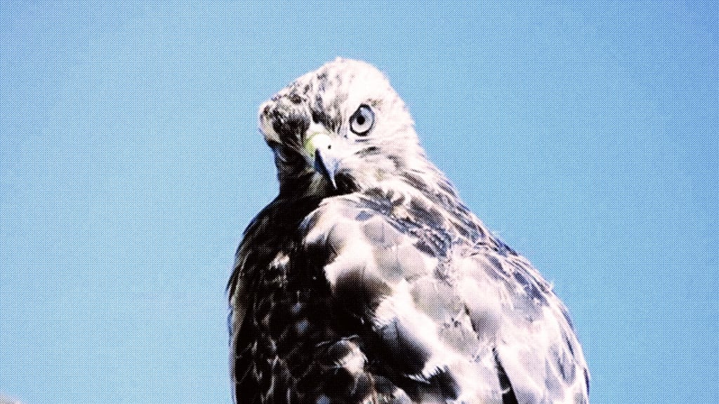 Can You Hawk on Facebook? - Fast Company