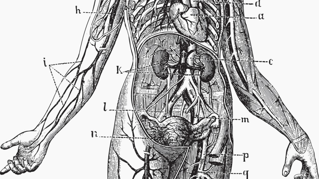 Lab-Grown Organs Are Out In The Wild, And More Are Coming Soon - Fast ...