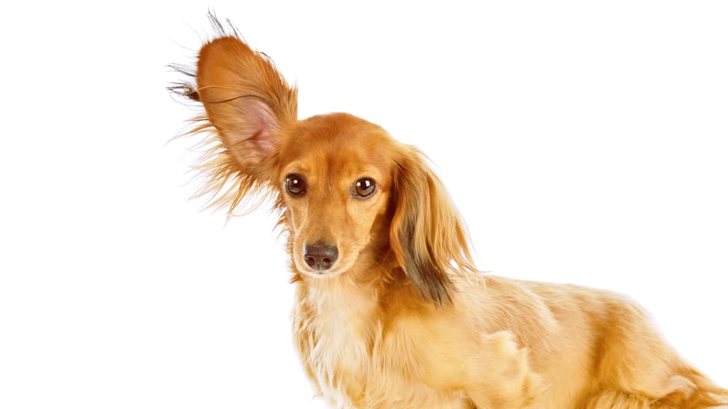 This Audio Illusion Reveals A Funny Quirk About Your Brain - Fast Company