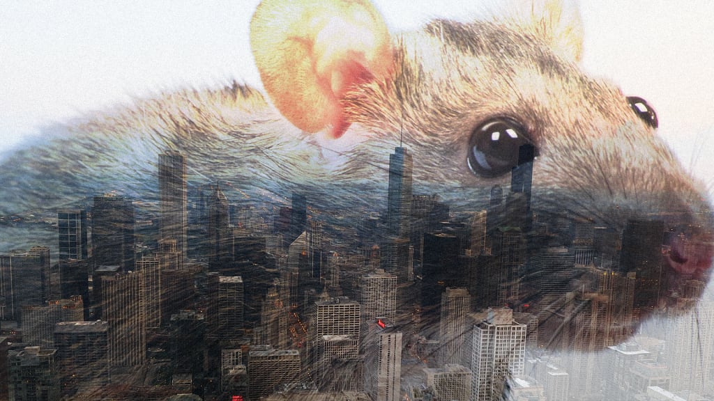 These Are The 10 Most Popular Cities In The U.S. (For Rats) - Fast Company