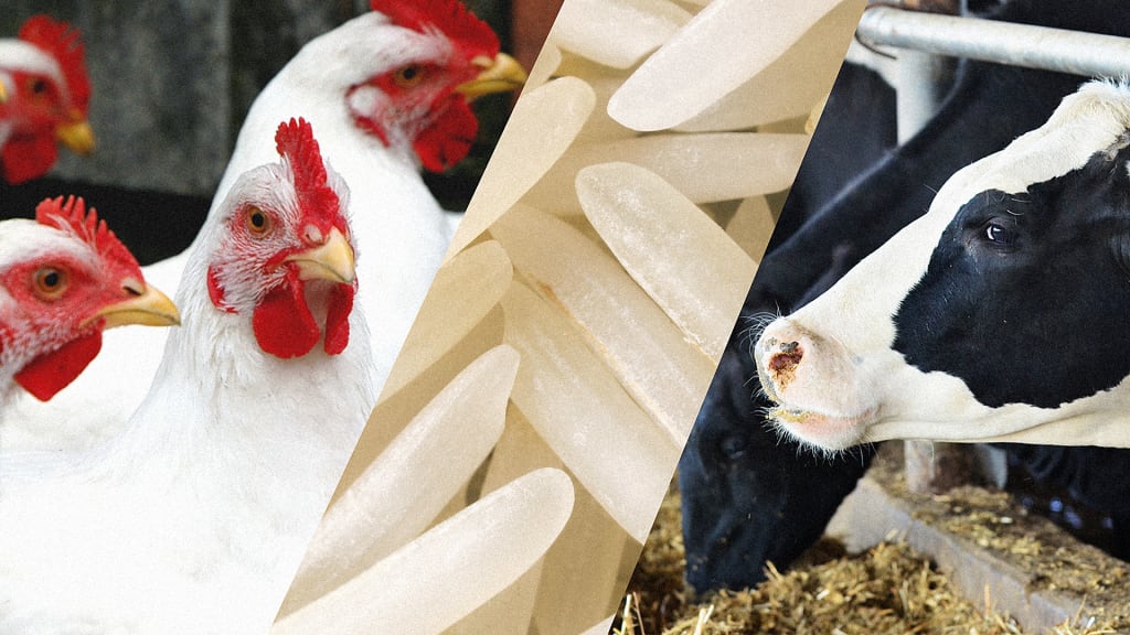 The World Has Reached Peak Chicken, Peak Rice, And Peak Milk - Fast Company