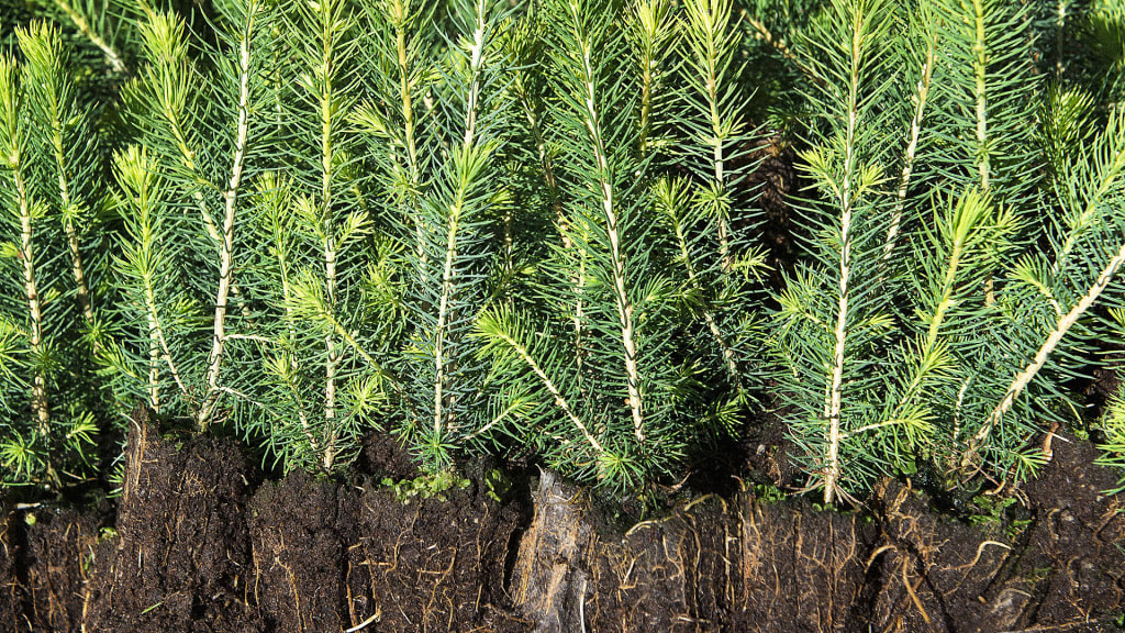 This Drone Startup Has An Ambitious (Crazy) Plan To Plant 1 Billion ...