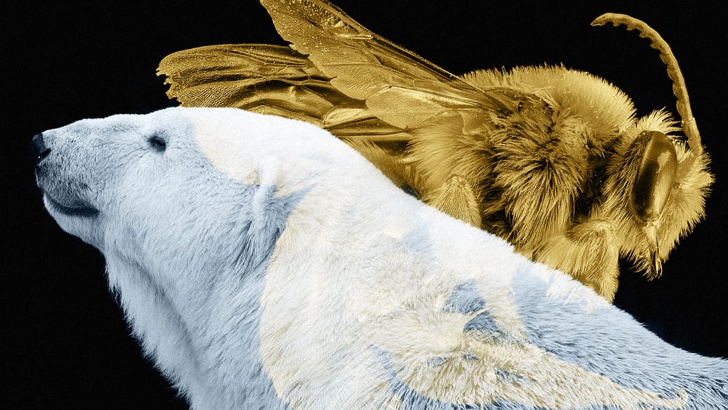 The Next Mass Extinction Is Underway - Fast Company