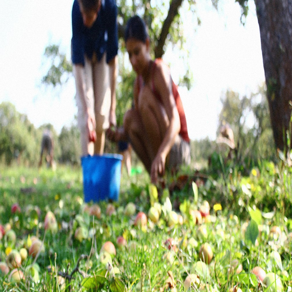 Why Go To The Store When You Can Pick Wild Fruit For Free? - Fast Company