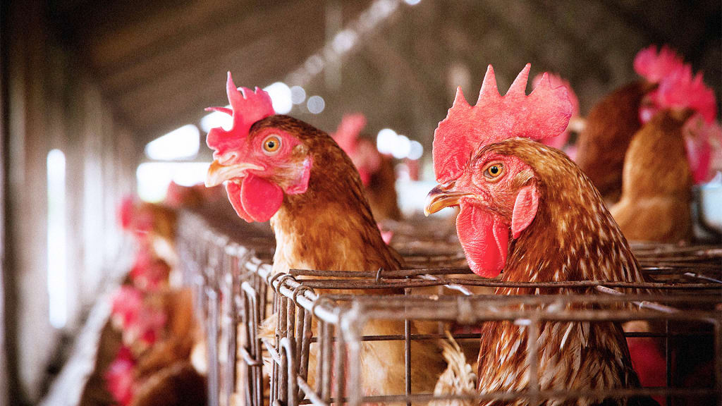 This Poultry Database Tells You Exactly How Well Your Dinner Was ...
