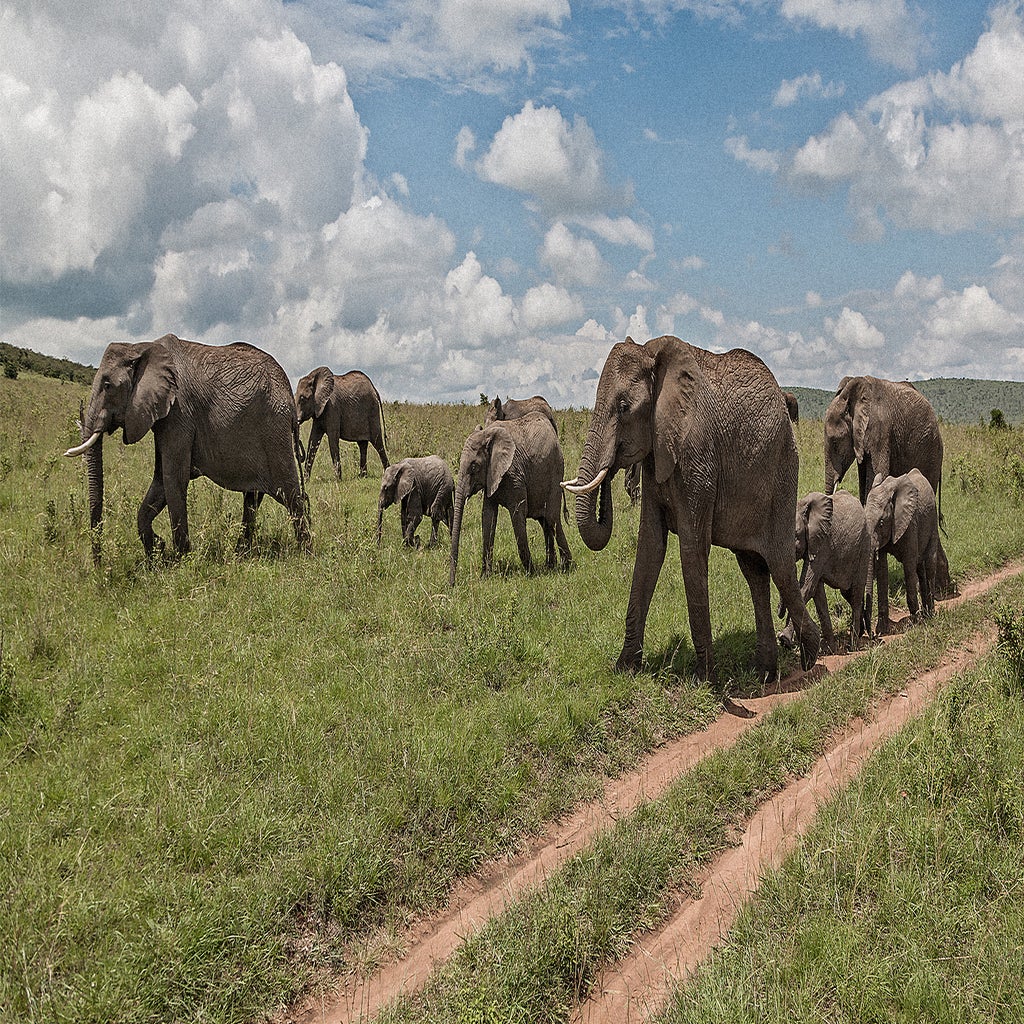 How To Reduce Elephant-Human Conflict In Africa? Build A Beehive Fence ...