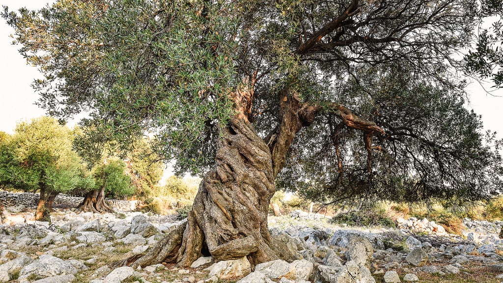Spain's 1,000-Year-Old Olive Trees Are Sold To Rich Foreigners As Lawn ...