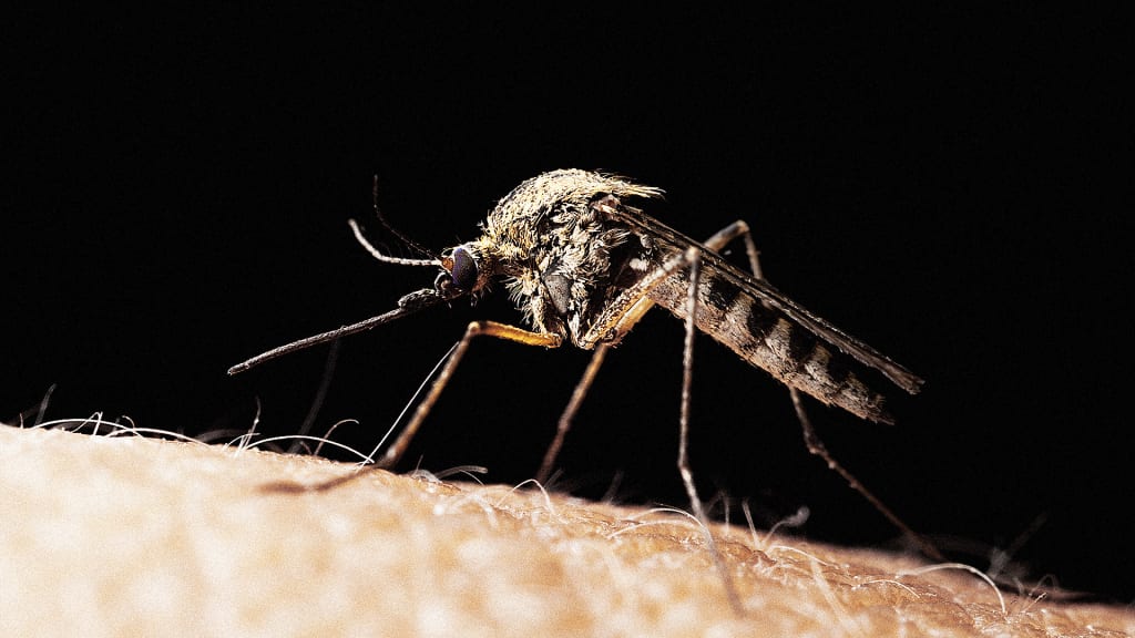 Brazil's Mosquito-Killing Billboard Uses Fake Human Sweat To Trap ...