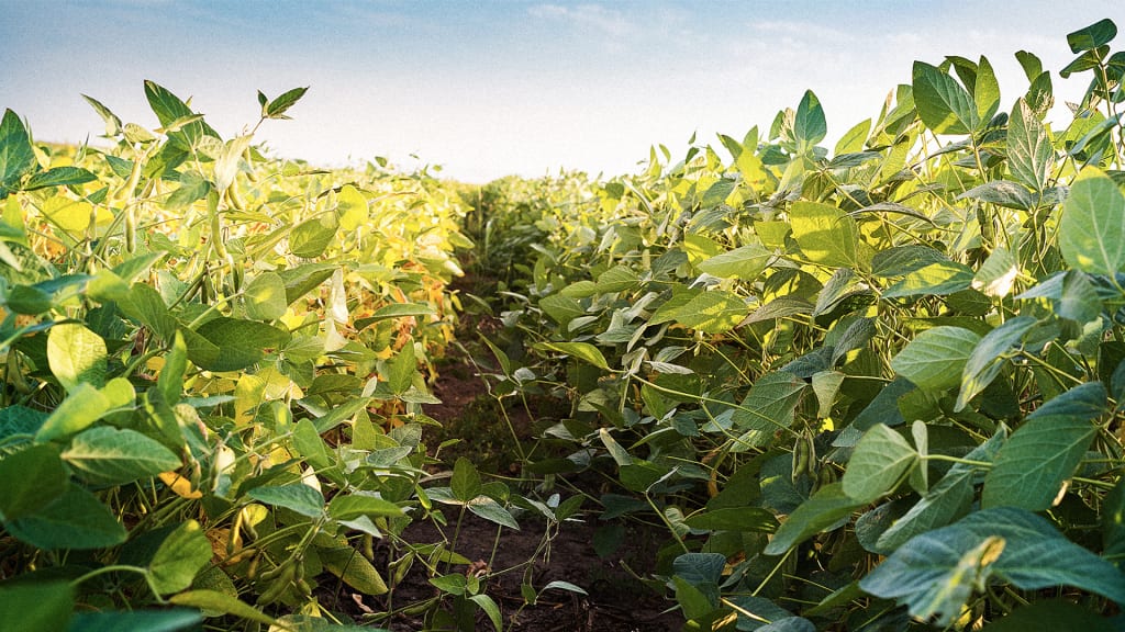 Genetically Engineered Crops Aren't Bad For Your Health, But They Aren ...