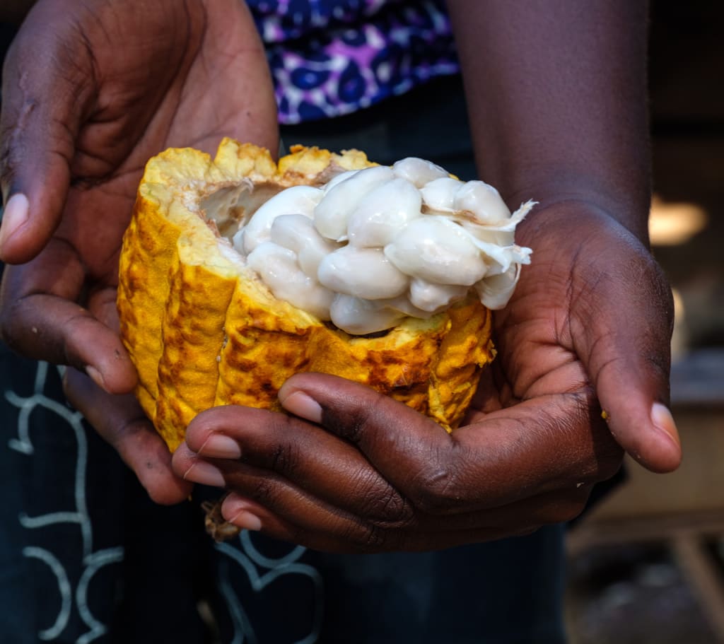 What do chocolate, kimchi, and kombucha have in common? Fermenting ...