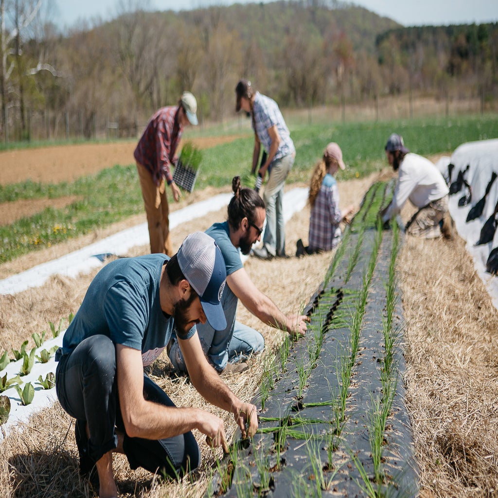 Little Sesame just got a USDA grant. It's huge for organic farming ...