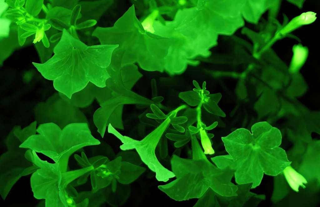 How Light Bio made its glow-in-the-dark plant - Fast Company