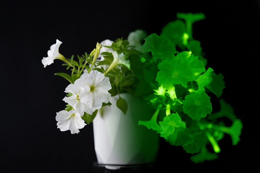How Light Bio made its glow-in-the-dark plant - Fast Company