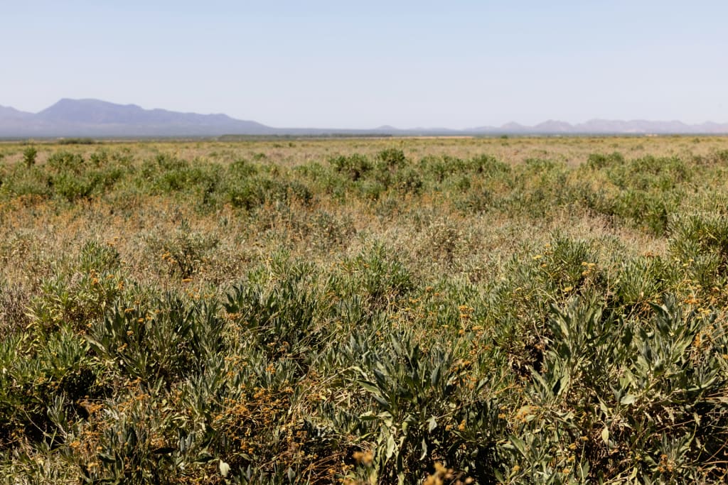 This Texas shrub could help save U.S. rubber - Fast Company