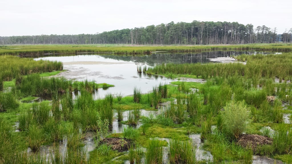 Wetlands could drown as the planet warms. Here's how infrastructure can ...
