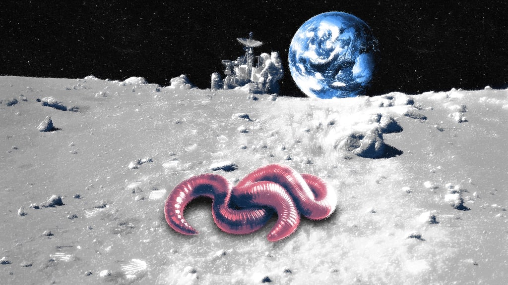 The solution to growing food in space? Worms - Fast Company