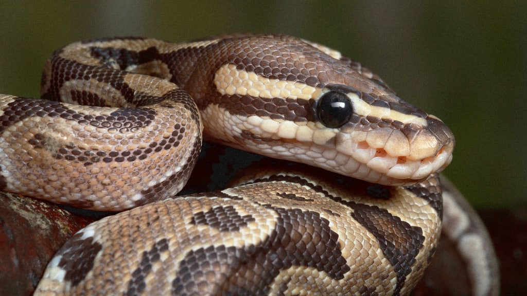 Why raising pythons for food is a truly terrible idea - Fast Company