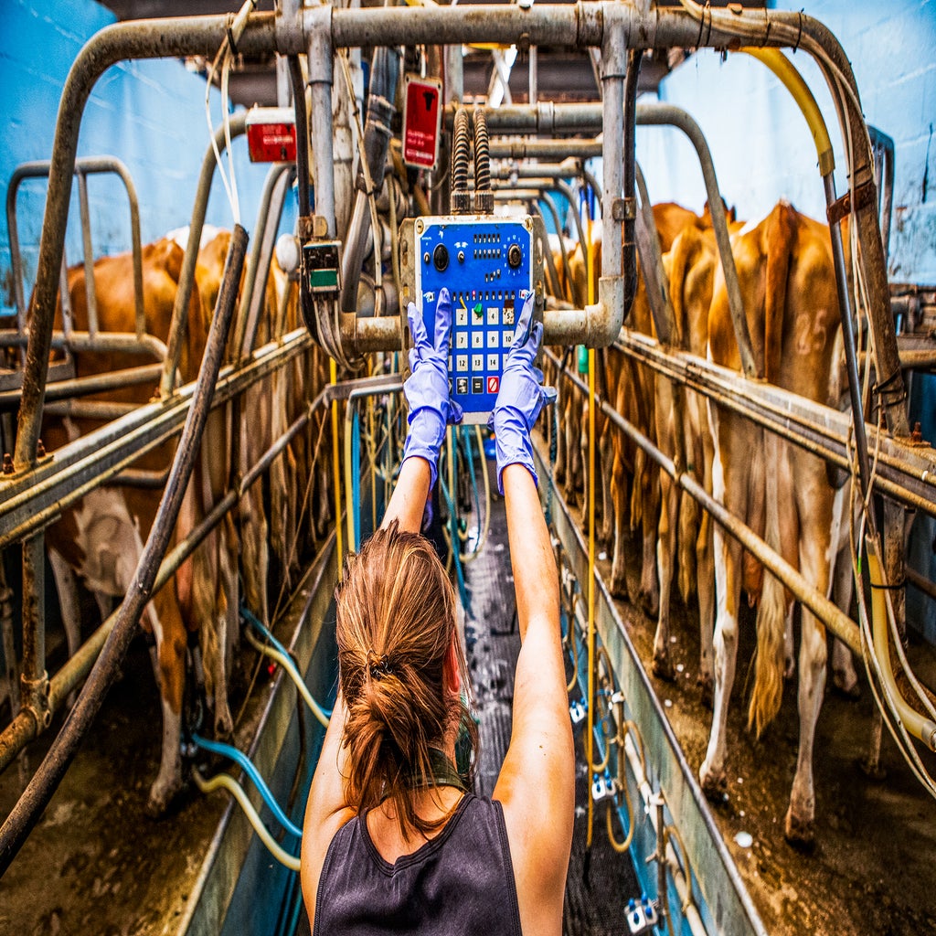 Bird flu spread in dairy cows for months before it was detected. How ...