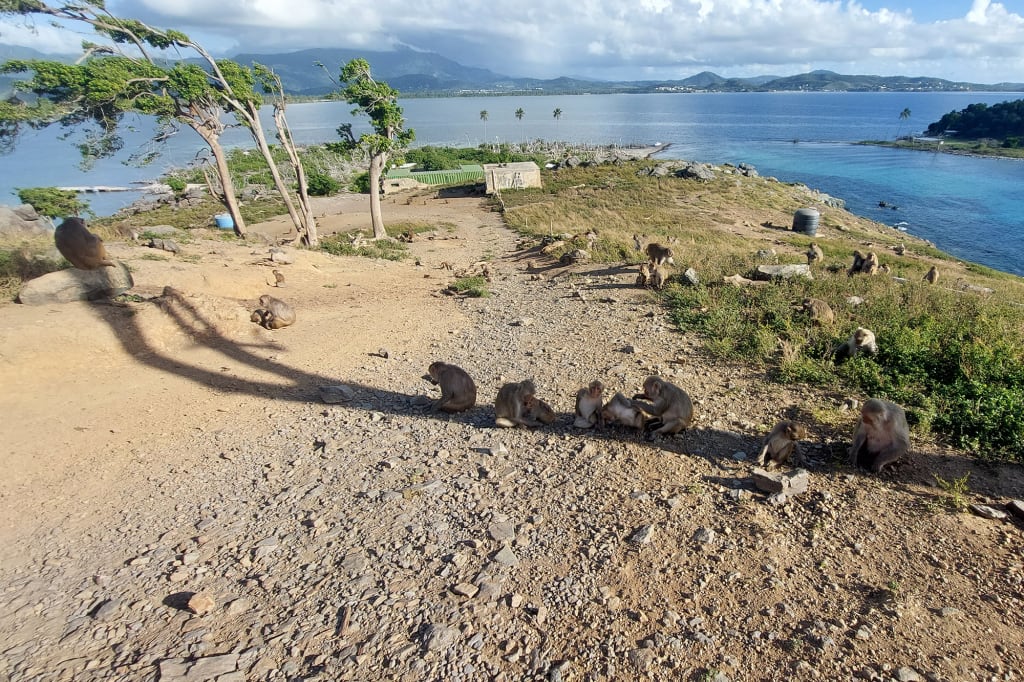 Puerto Rico's 'Monkey Island' was hit by a hurricane. Researchers were ...