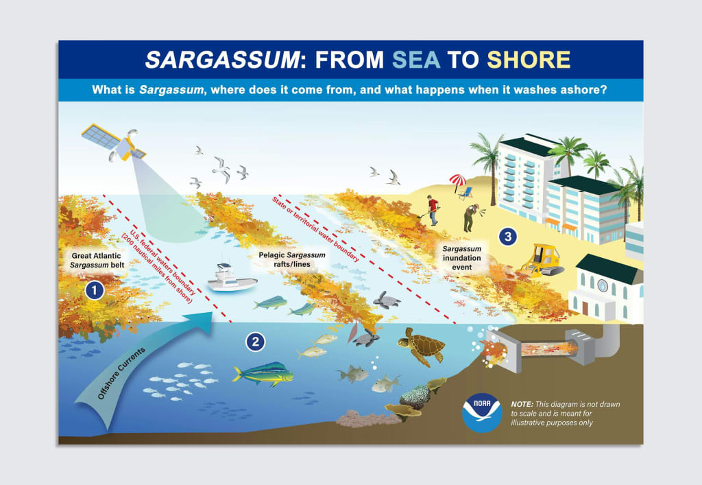 Caribbean sargassum invasion fuels economic, public health crisis ...