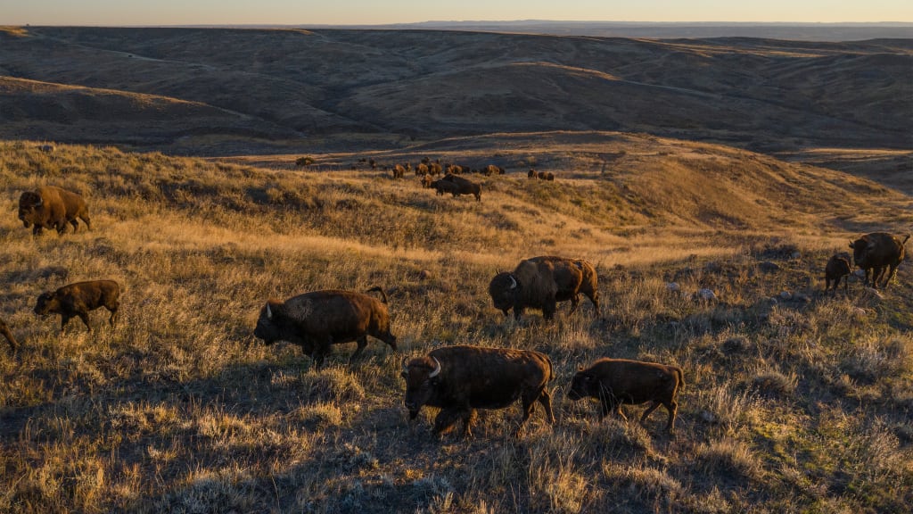 How to create new, larger protected areas for wildlife - Fast Company