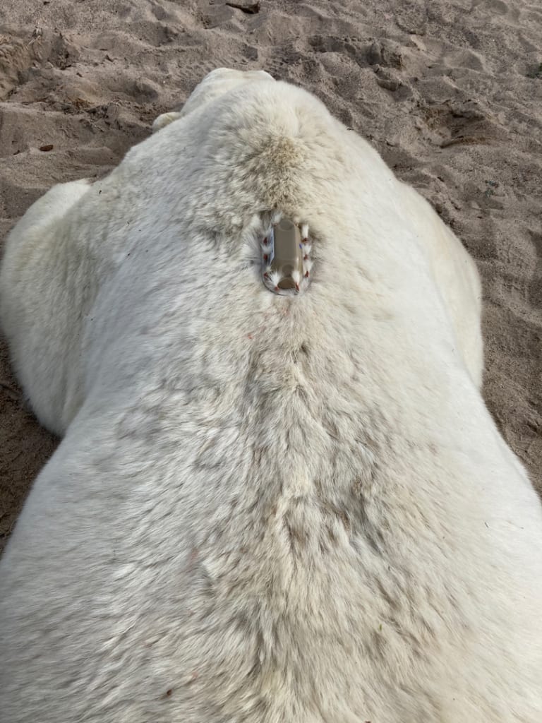 The sticky geniuses behind Post-its and Scotch Tape made a polar bear ...