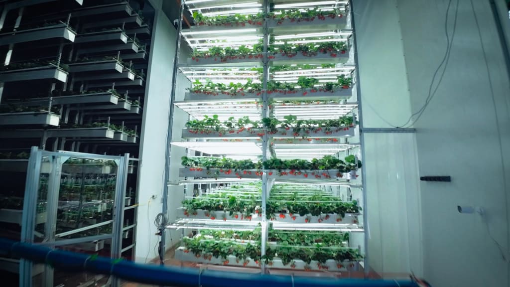 See Oishii's new NJ farm, where the world's best strawberries grow ...