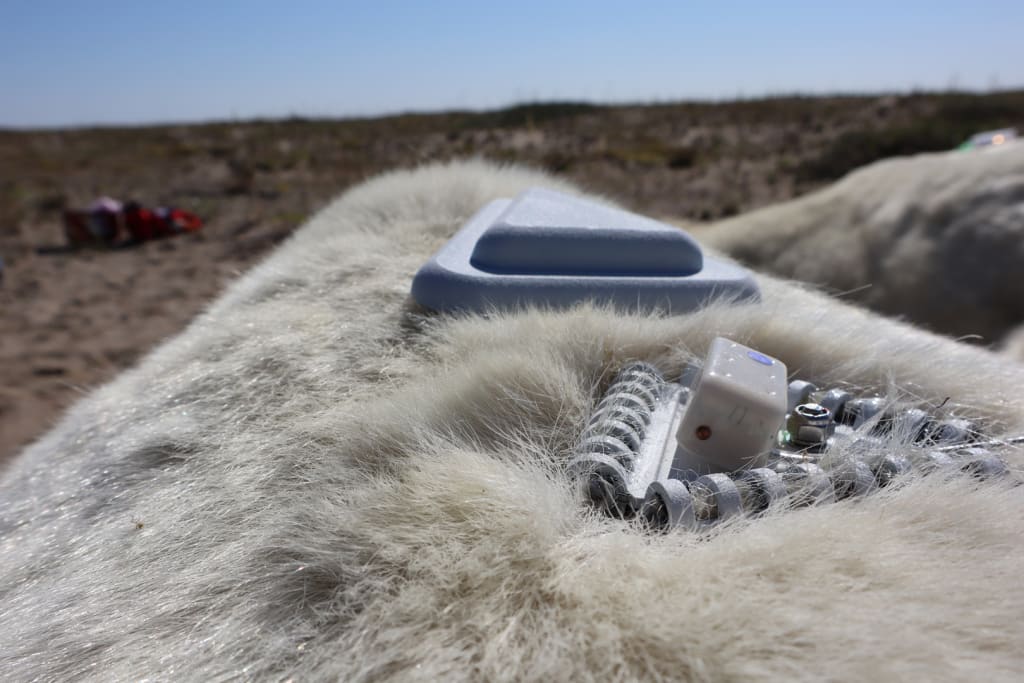 The sticky geniuses behind Post-its and Scotch Tape made a polar bear ...