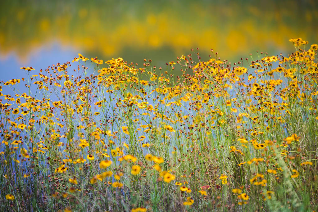 How Houston redesigned an abandoned golf course to keep a nearby ...