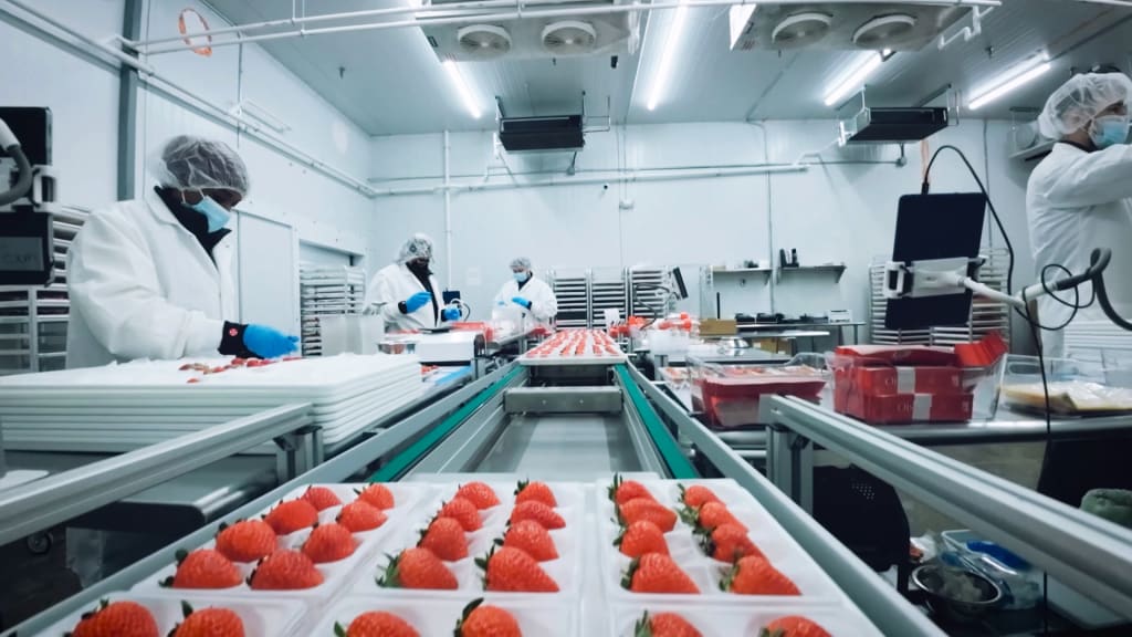 See Oishii's new NJ farm, where the world's best strawberries grow ...